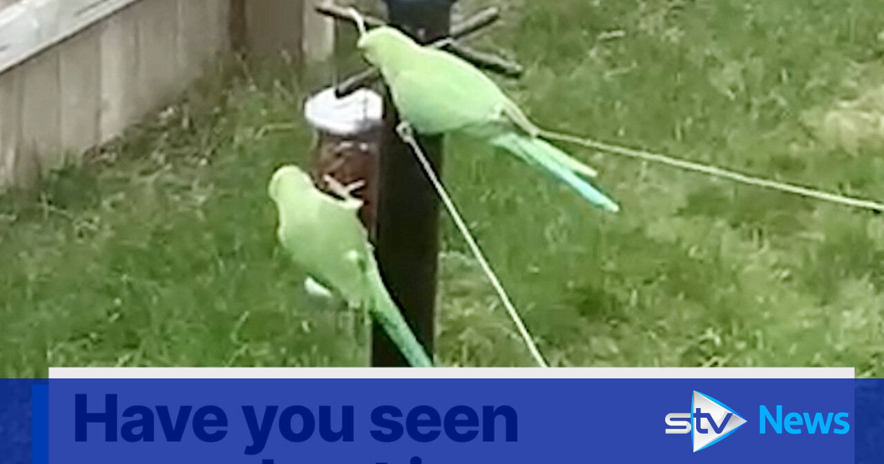 Have you seen a parakeet in your garden? | STV News
