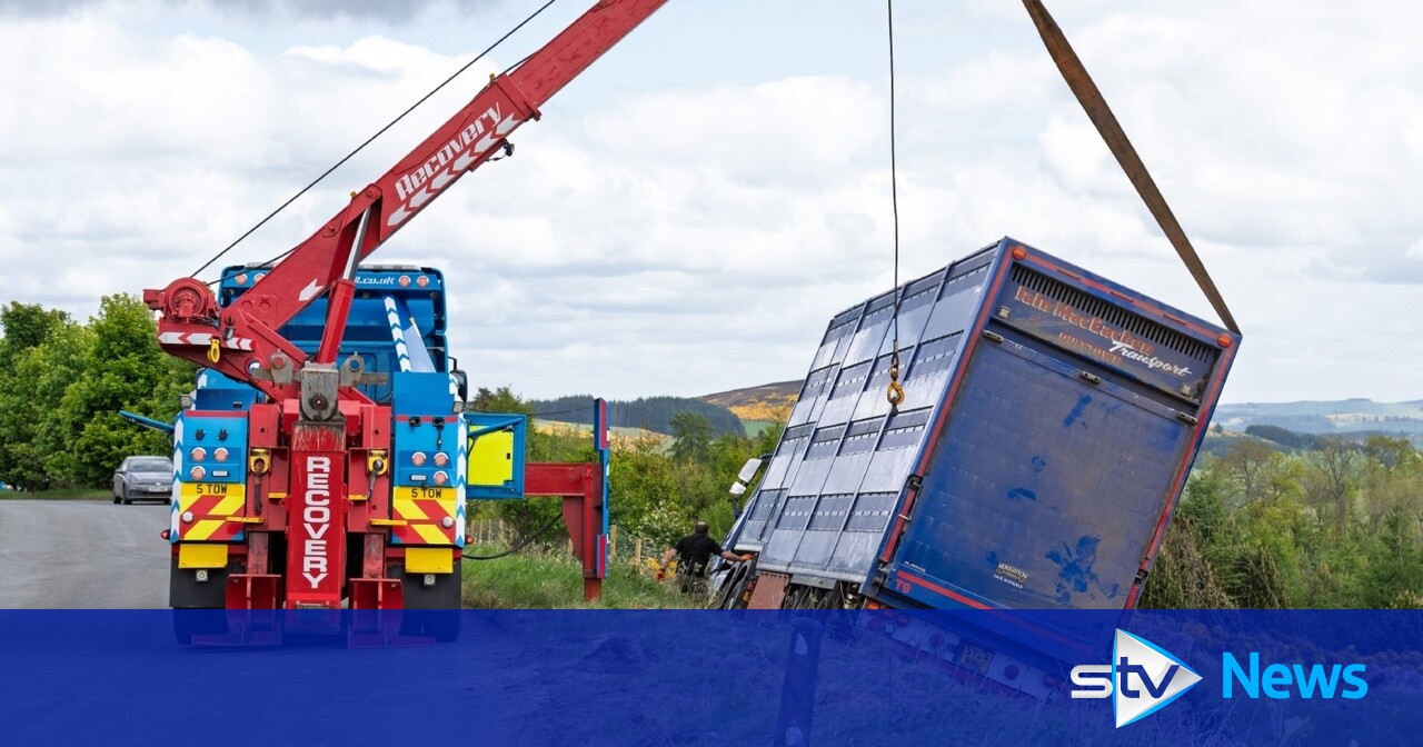 Several sheep dead after crash involving van carrying livestock in ...