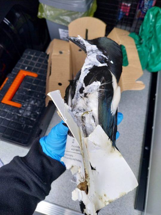 Magpie euthanised after being found stuck to illegal glue trap | STV News