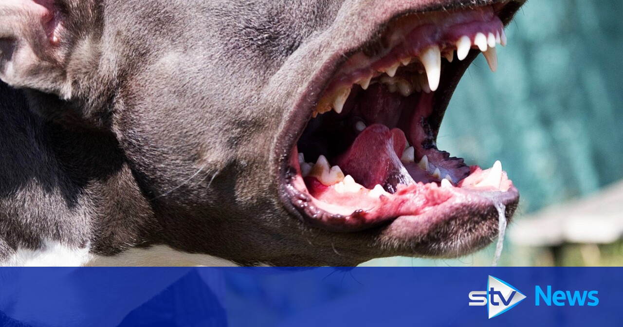 Two dogs seized by police after man and Cockapoo attacked in Bathgate ...