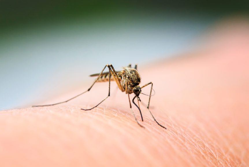 Mosquitoes found across Scotland reaching as far north as Shetland ...