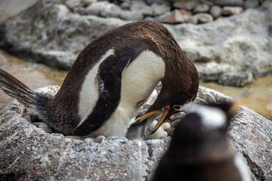 First penguin chicks of breeding season hatch at Edinburgh Zoo | STV News
