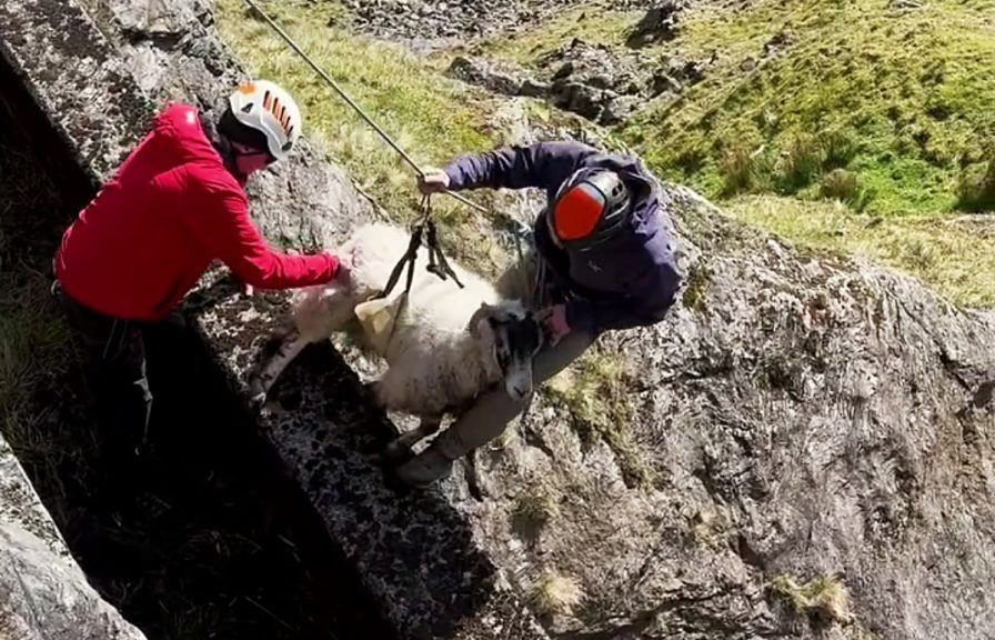 Mountain rescue mission for sheep trapped on cliffside for days – THE ...