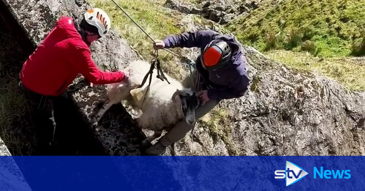 Mountain rescue mission for sheep trapped on cliffside for days | STV News