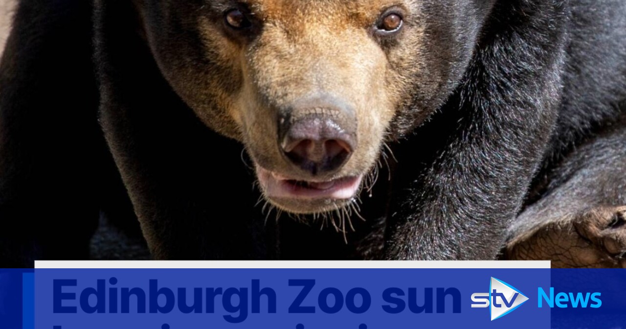 Edinburgh Zoo sun bear in remission after cancer diagnosis | STV News