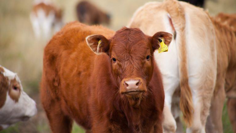 'Cannot enter food chain': Farm to slaughter 271 cattle after Scottish ...