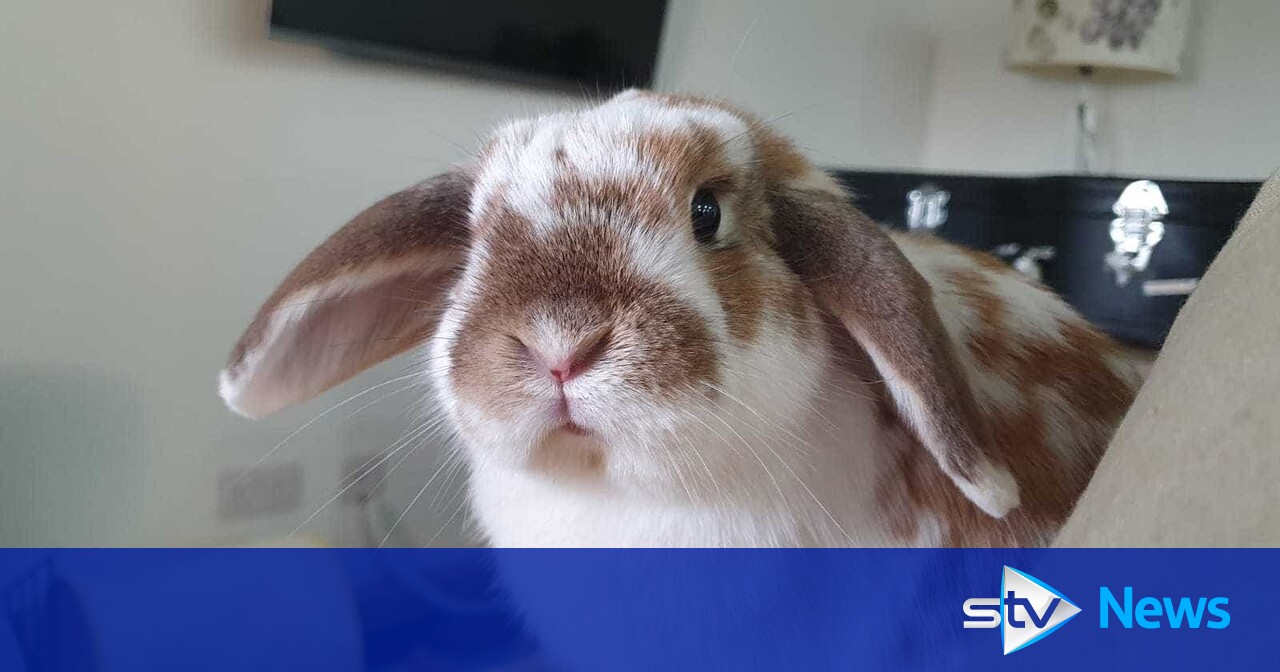 Orkney woman launches petition after sick rabbit barred from flight ...