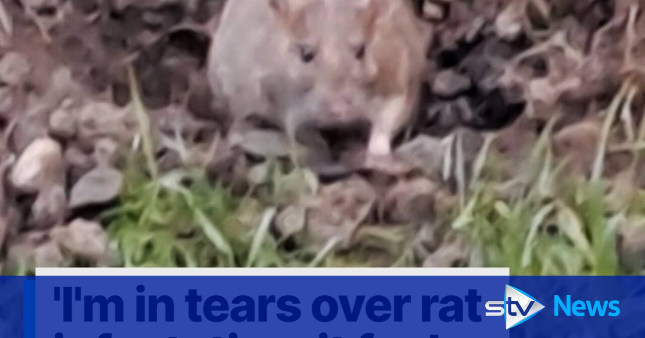 ‘I’m in tears over rat infestation, it feels like a losing battle ...