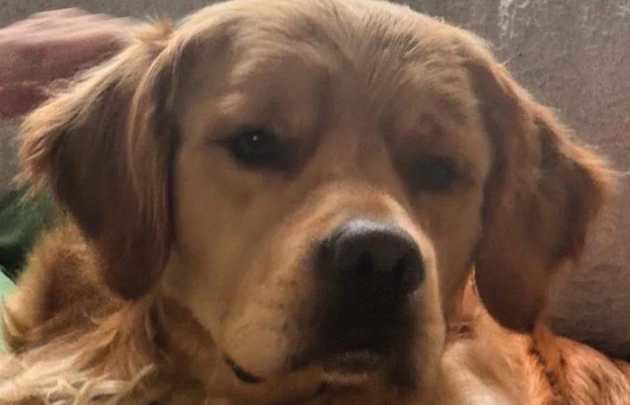 Perth's 'transformative' Destiny Bridge and the New Kingsway open to ...