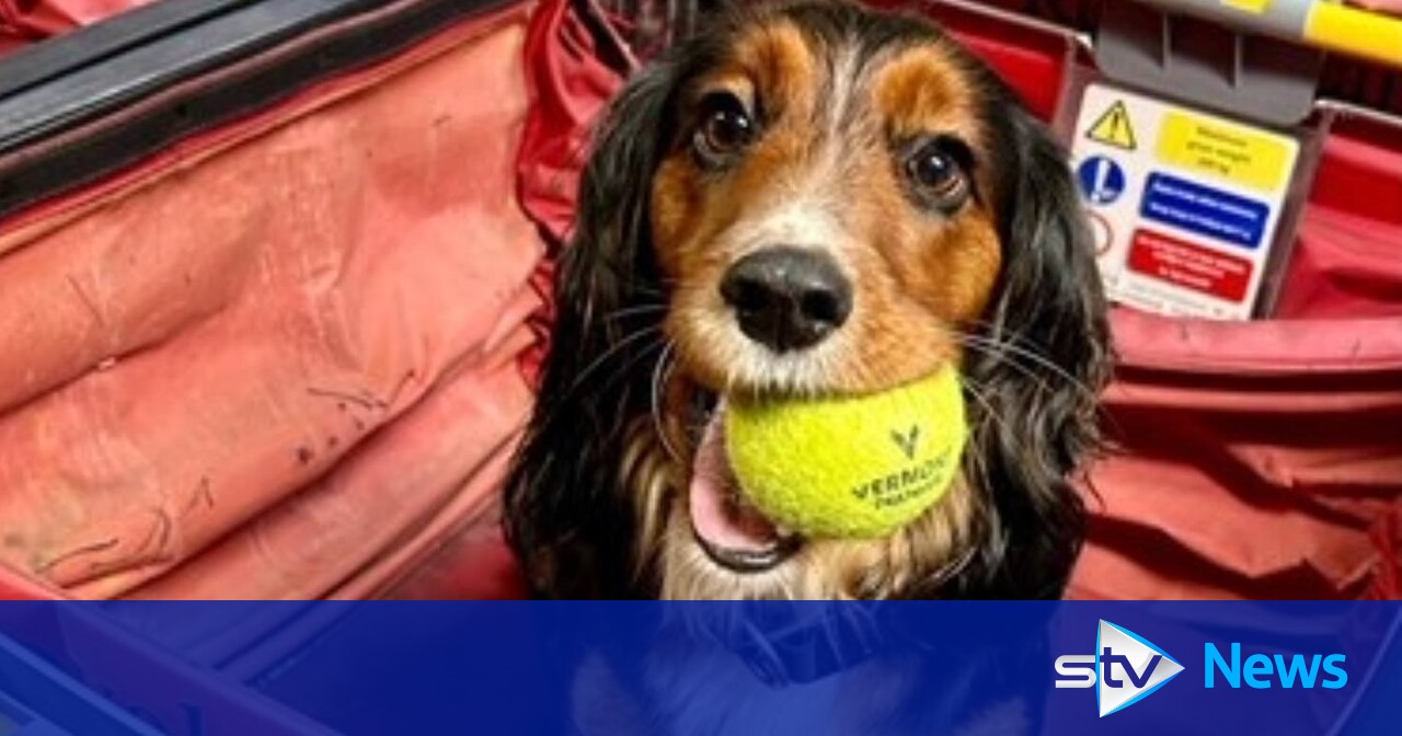 Police dog and handler helped keep cocaine, ecstasy and cannabis off ...