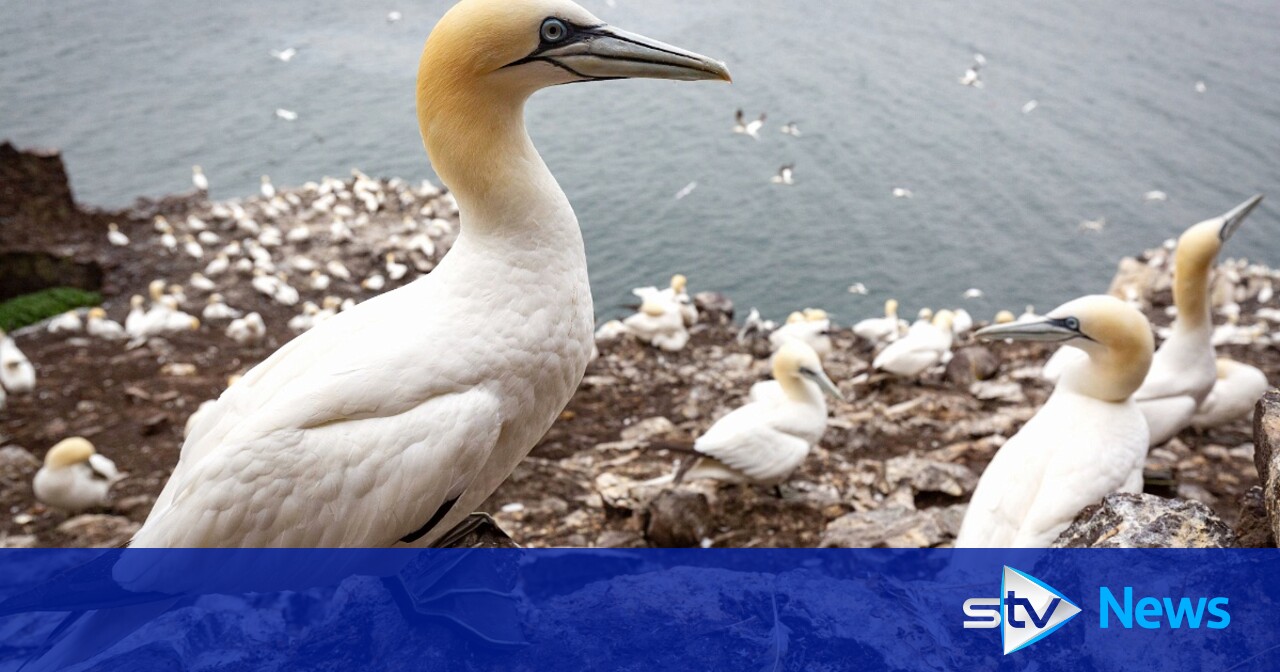 Scottish ministers urged to rethink ‘poor decision’ on guga hunt ...