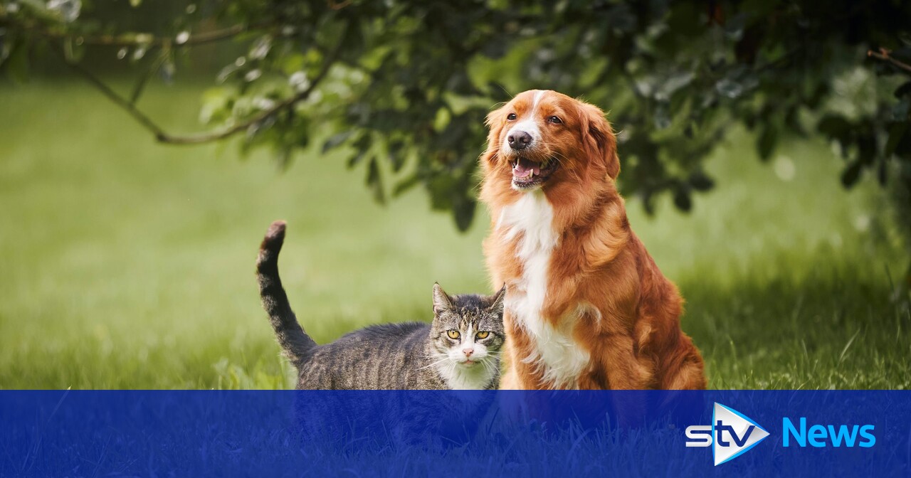 Scottish scientists to lead world's first study on antibiotic ...