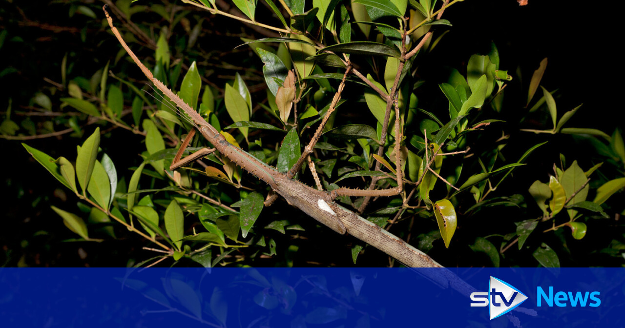 'Heaviest ever insect' discovered in North Queensland in Australia ...