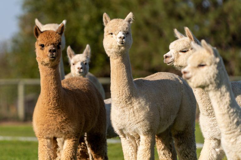 Alpacas back to 'full health' after concerns raised over their ...