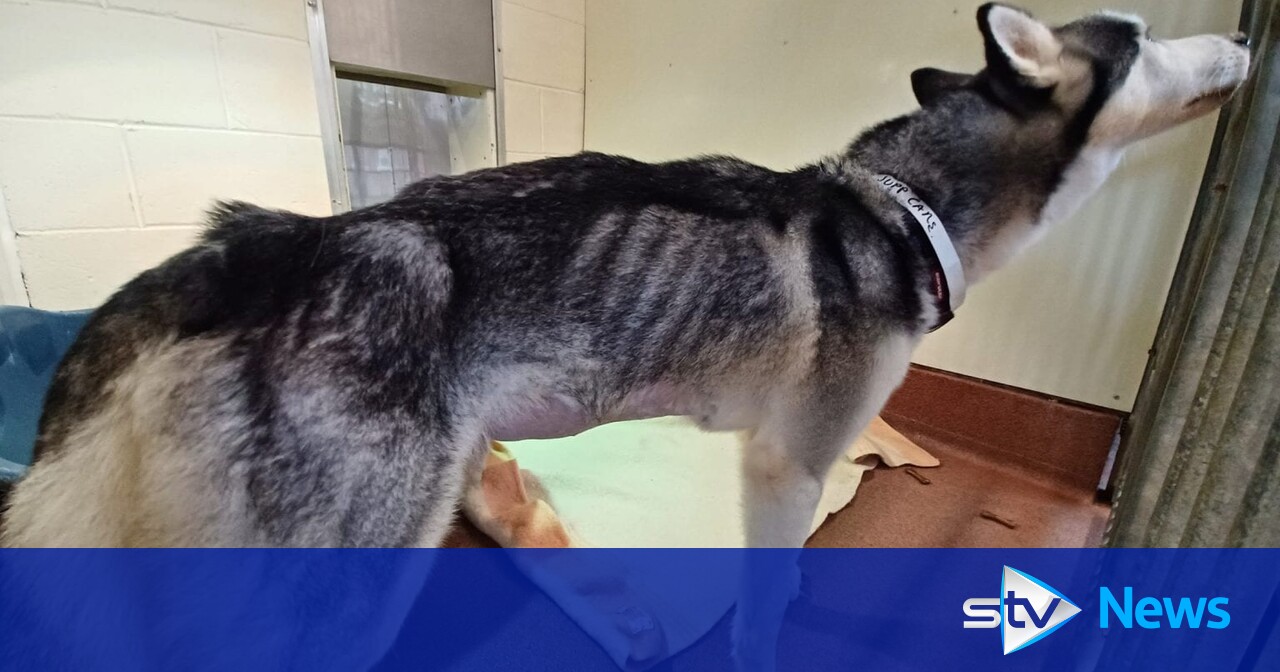Aberdeen couple banned from keeping dogs after starving pet Husky | STV ...
