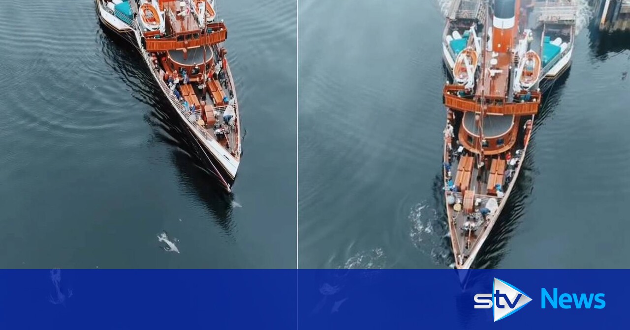 Pod of dolphins captured soaring alongside Waverley paddle steamer ...