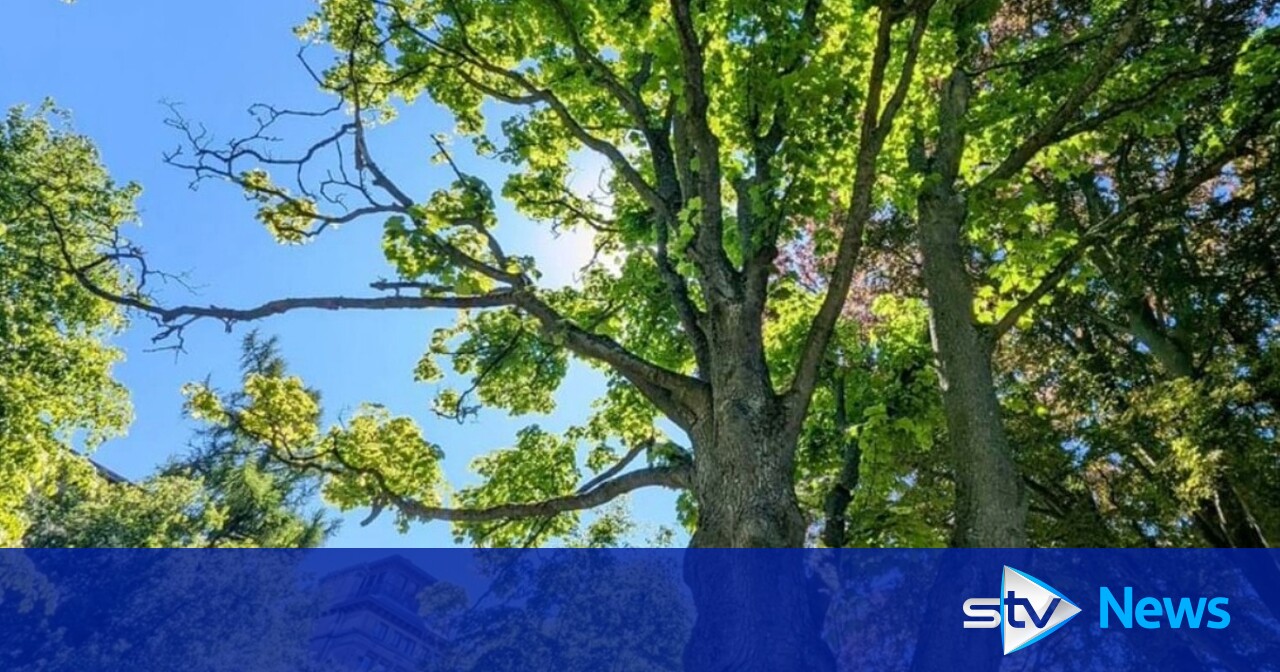Tree of the Year: Scotland's Wilfred Owen Sycamore and Argyle Street Ash make top ten shortlist ...