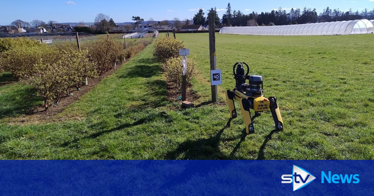 Robot dogs could soon roam fields in 5G-powered farming future | STV News
