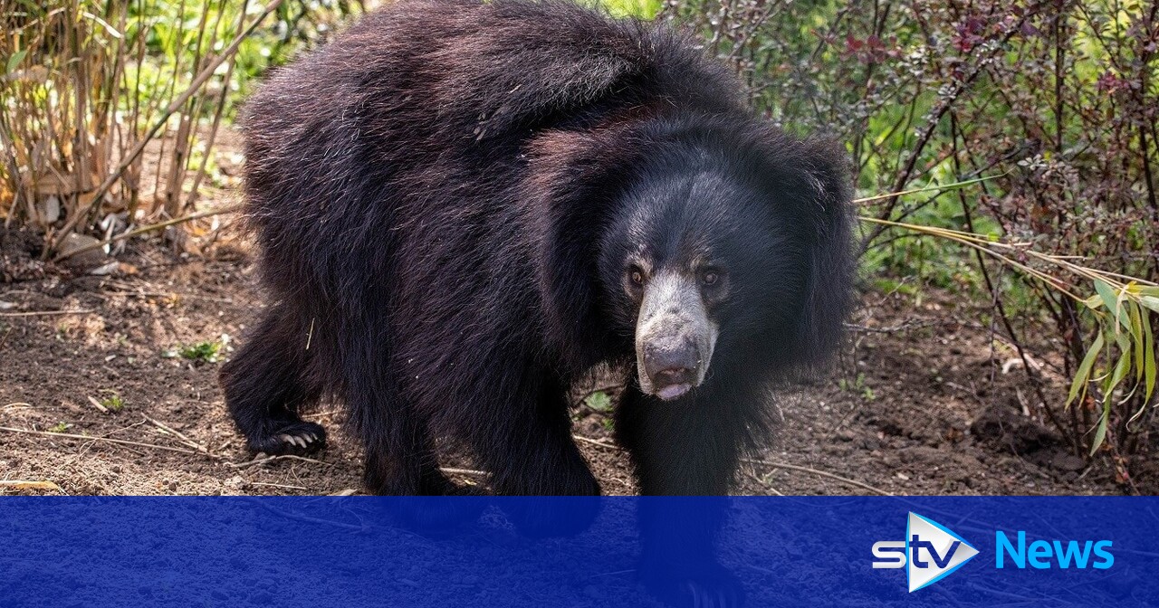 Edinburgh Zoo welcomes Scotland's first Sloth bear from Czech Republic ...