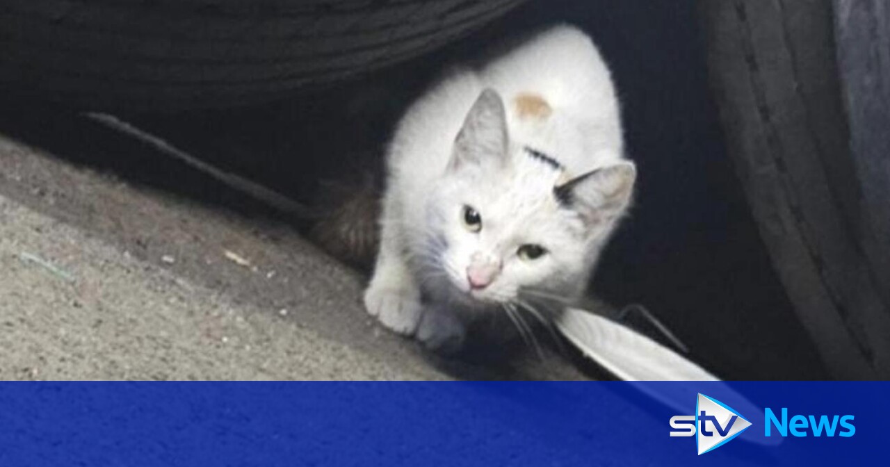 Cat found in bus engine in Scotland after 400-mile trip from England ...