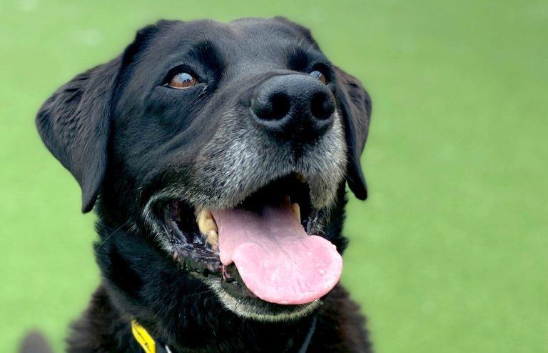 What is Scotland's favourite breed of dog? | STV News