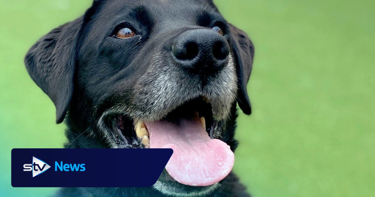 What is Scotland's favourite breed of dog? | STV News