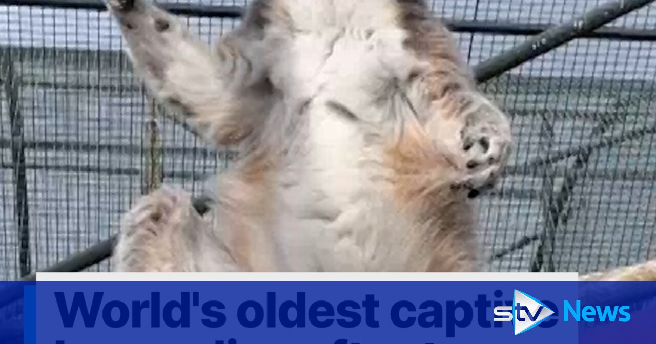 World’s oldest captive lemur dies after two decades at Scots zoo | STV News
