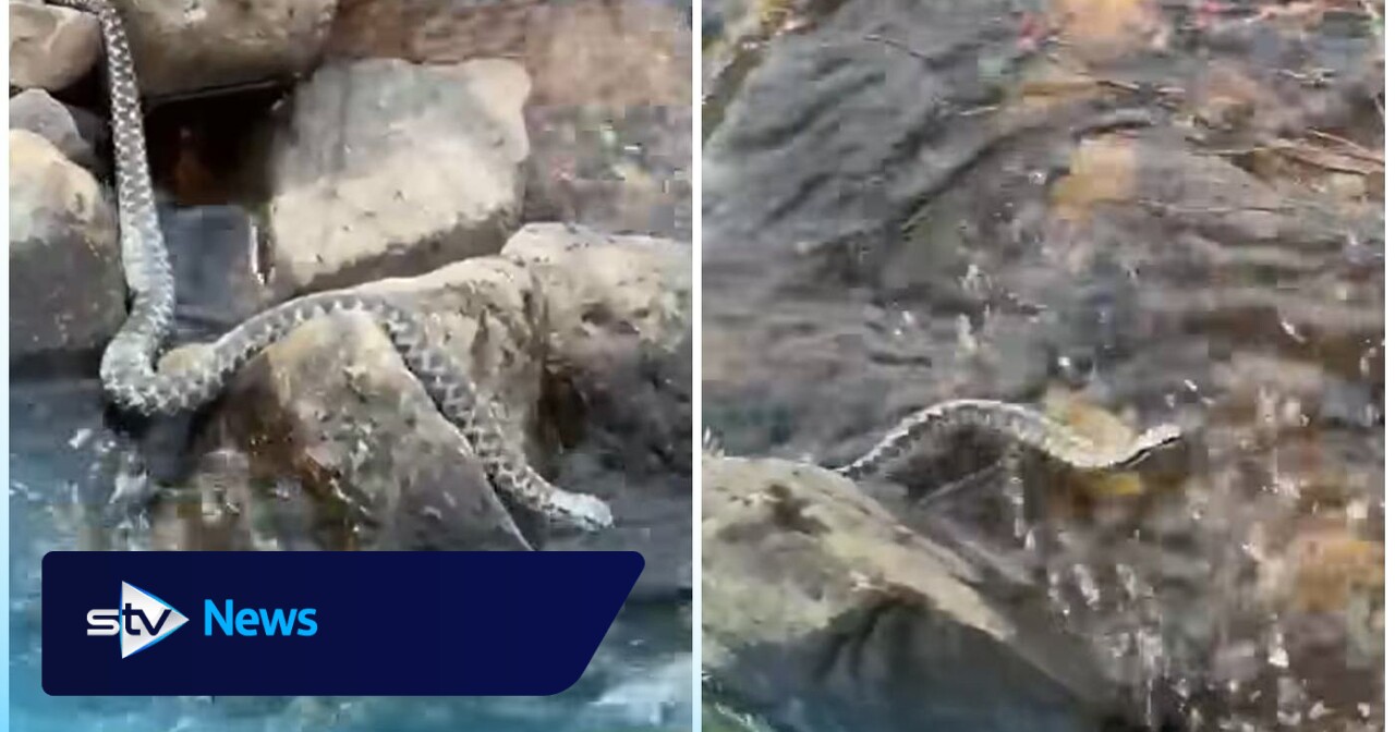 Watch moment UK's only venomous snake swims across stream in Scottish ...