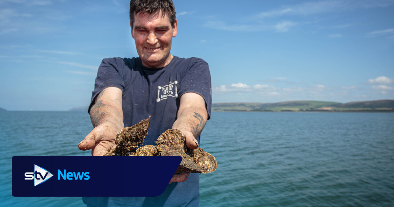Summer heatwave produces 'best Scottish oysters in a decade' | STV News