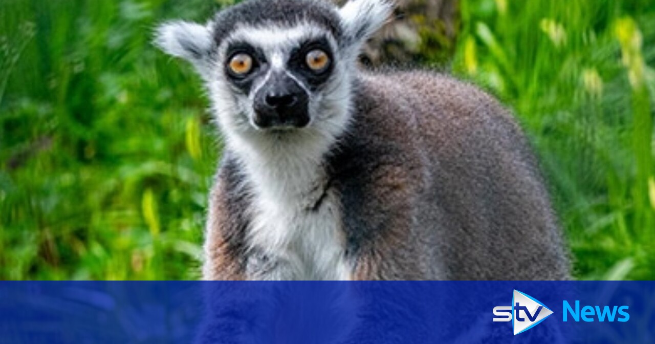 Tributes to 'cherished' world's oldest captive lemur two decades at ...