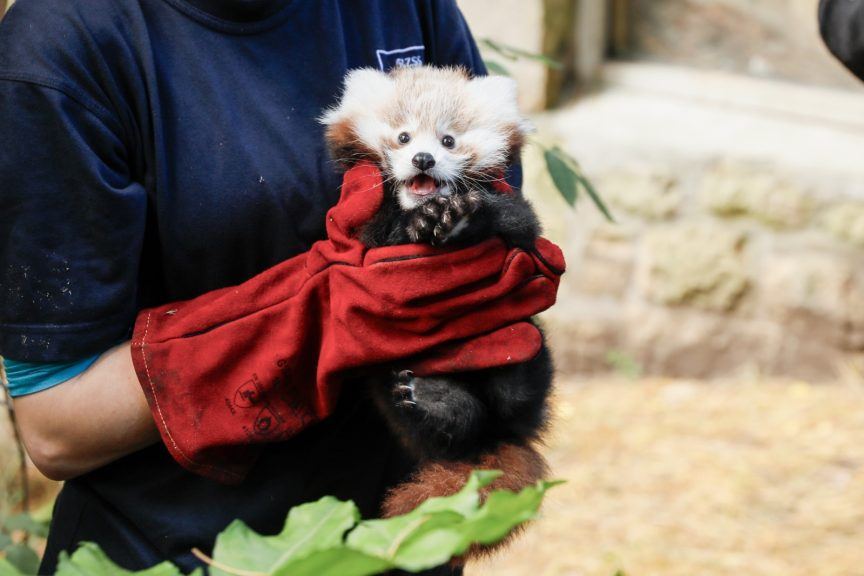 Fireworks ban near Edinburgh Zoo over Bonfire Night after death of baby ...