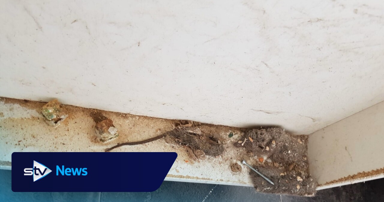 Hundreds of complaints over mould and dampness in Glasgow flats | STV News