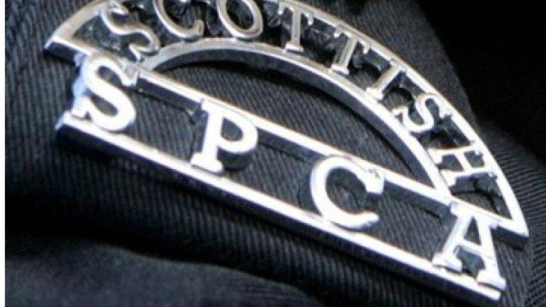 Scottish SPCA staff take strike action on Bonfire Night amid ongoing ...