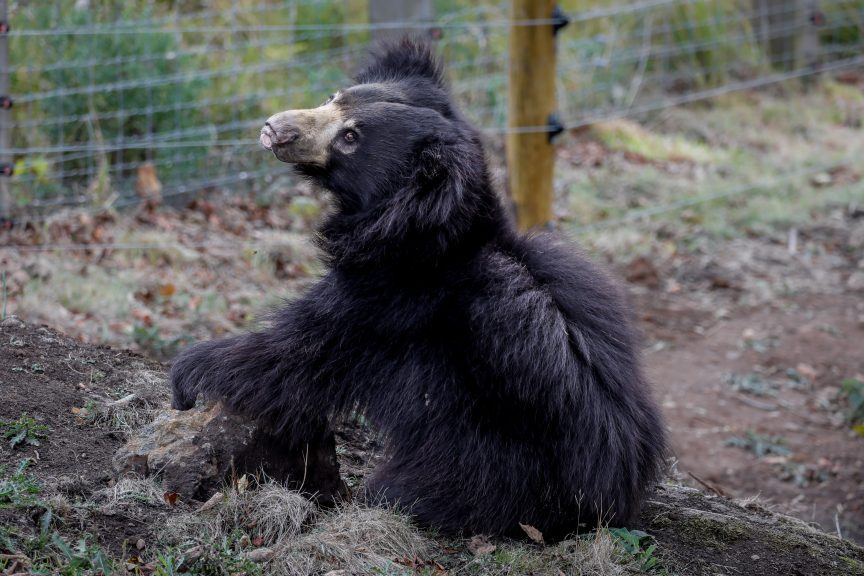 Scotland's only sloth bear explores new enclosure at Edinburgh Zoo ...