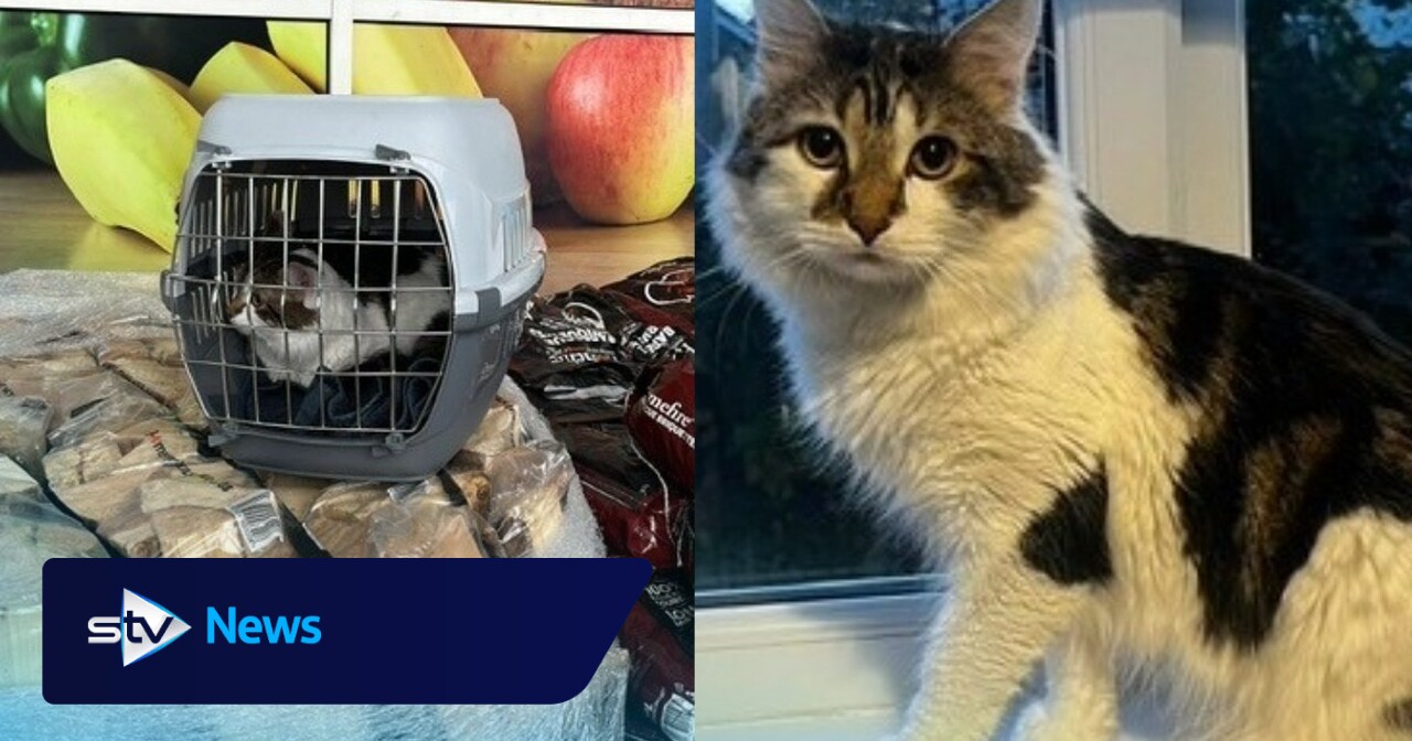 Cat found abandoned in carrier outside Tesco supermarket | STV News