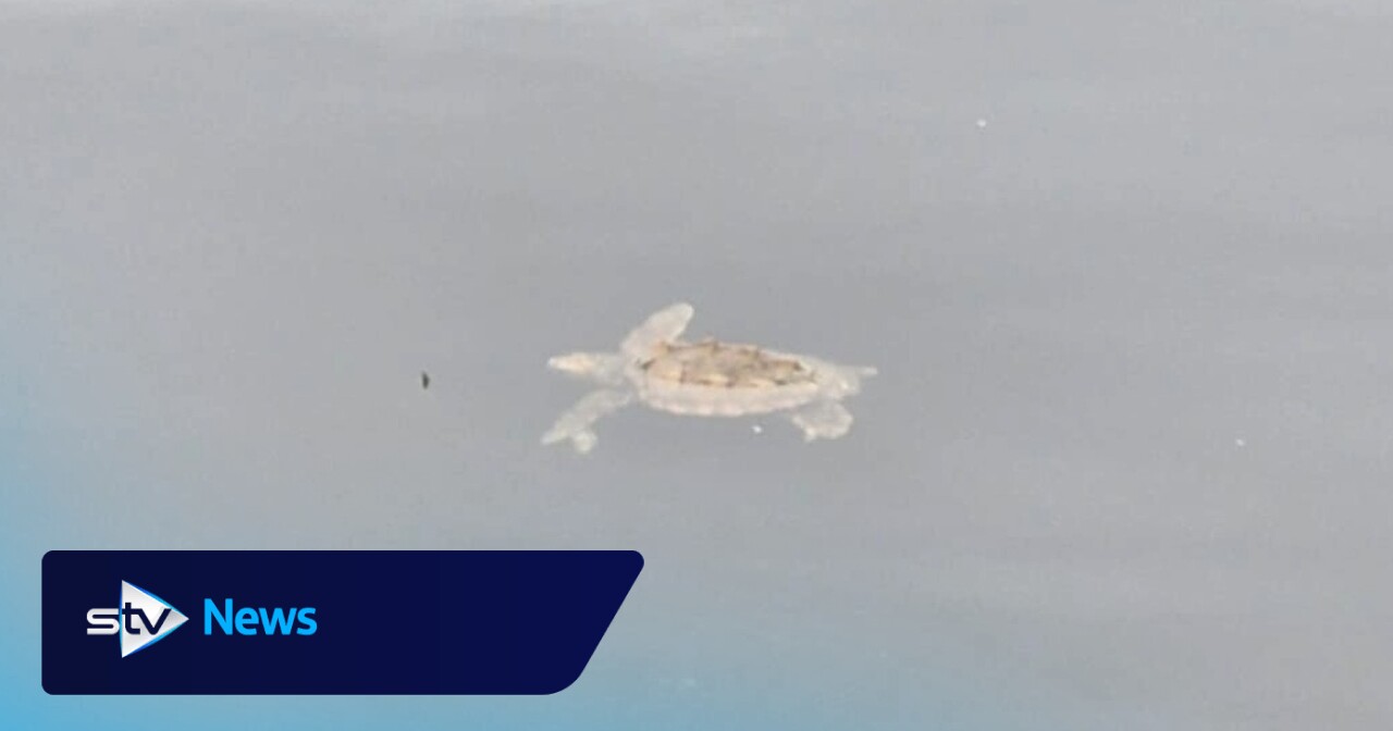 Sea turtle spotted in Isle of Bute harbour water amid fears over cold ...