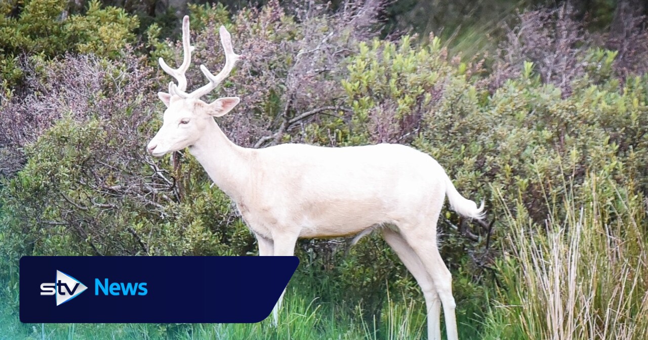 Rare white deer stuns visitors at Scottish beauty spot | STV News