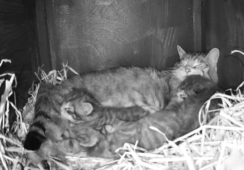Critically endangered Scottish wildcat kittens caught on camera for ...