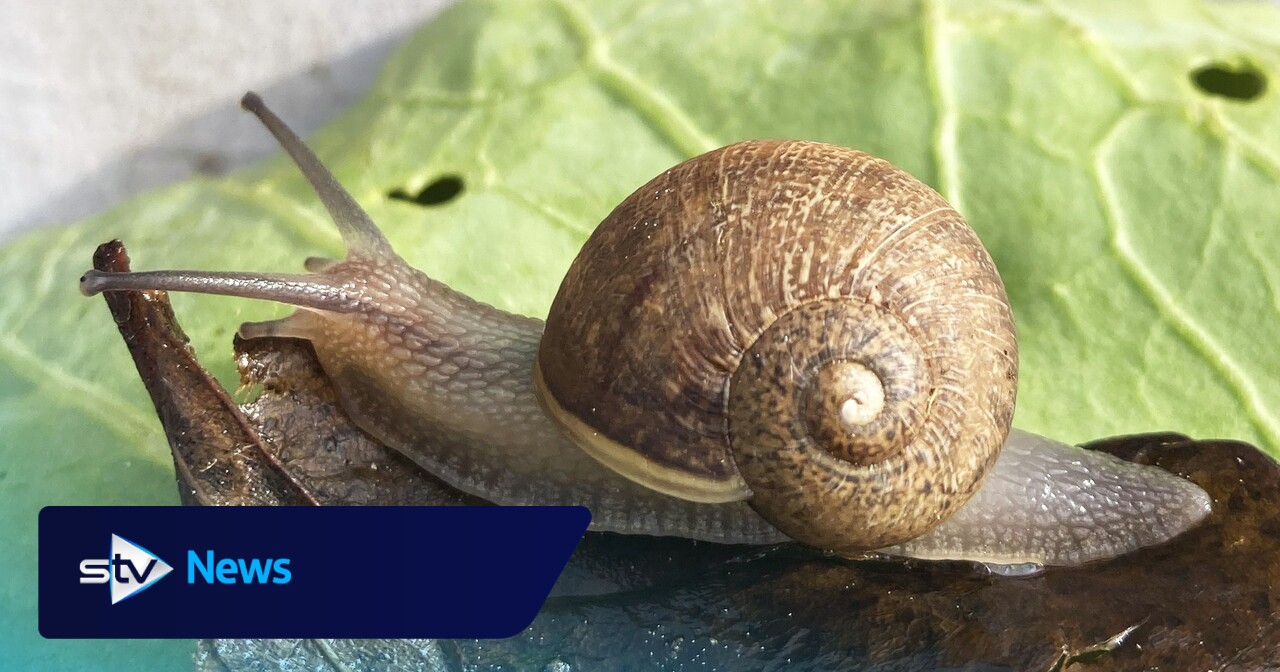Hunt is on to find mate for Ned the snail with rare left-coiled shell | STV News