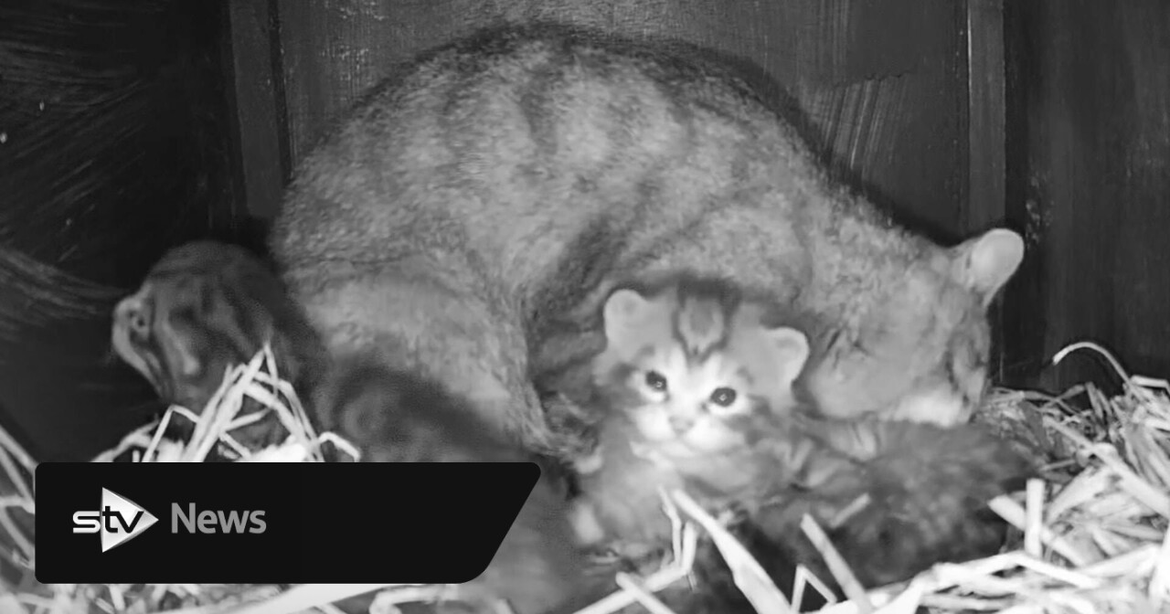 Critically endangered Scottish wildcat kittens caught on camera for ...