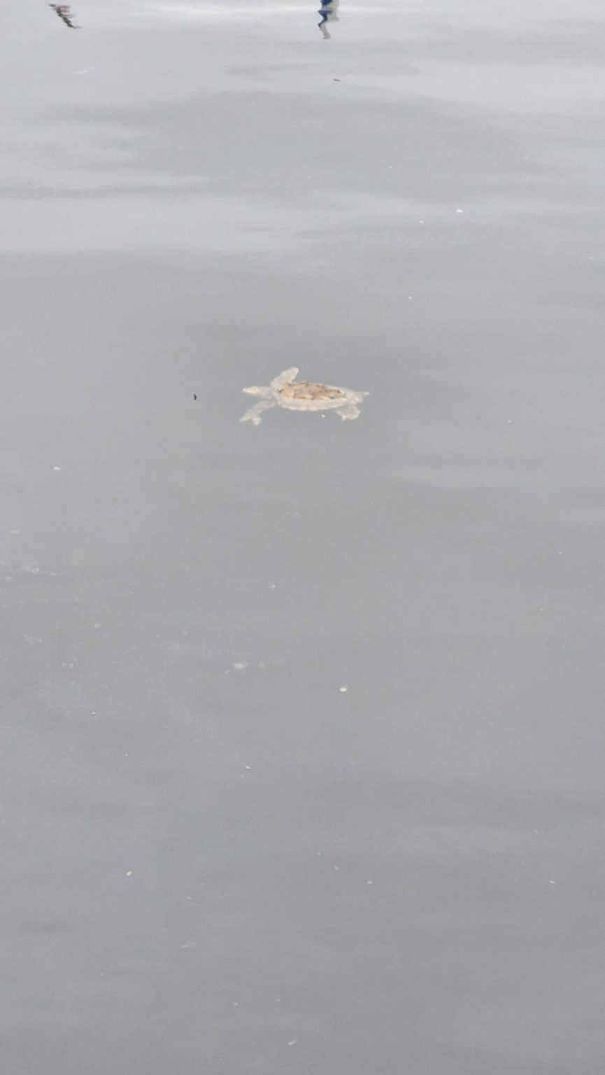 Sea turtle spotted in Isle of Bute harbour water amid fears over cold ...