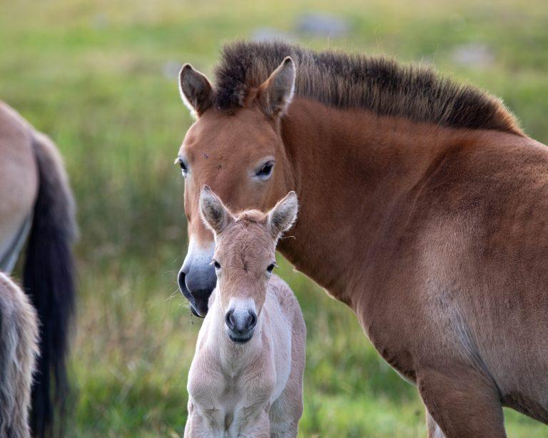 Second endangered foal born at wildlife park meets neigh-bours | STV News