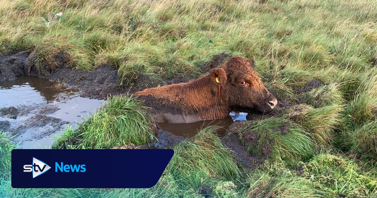 Cow rescued from Highland ditch after getting stuck in mud | STV News