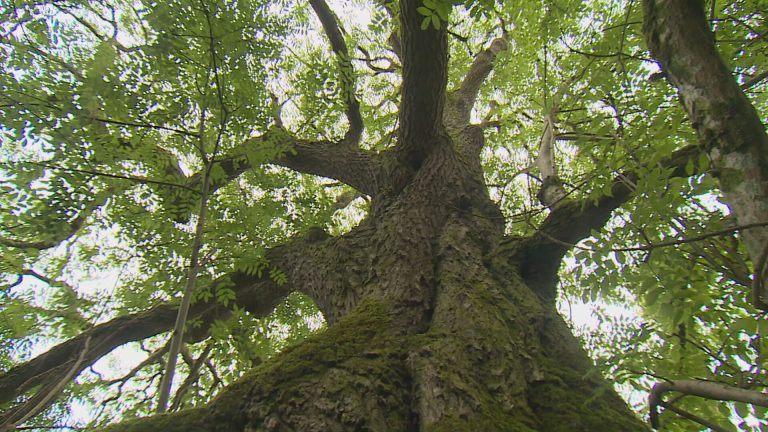 Sharon Frew: Martha’s Mammies helps mothers who lose their children to ...