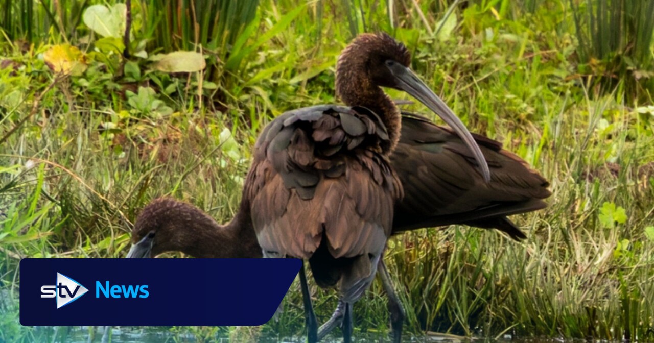 Rare Glossy Ibis bird spotted at Scottish nature reserve for first time ...