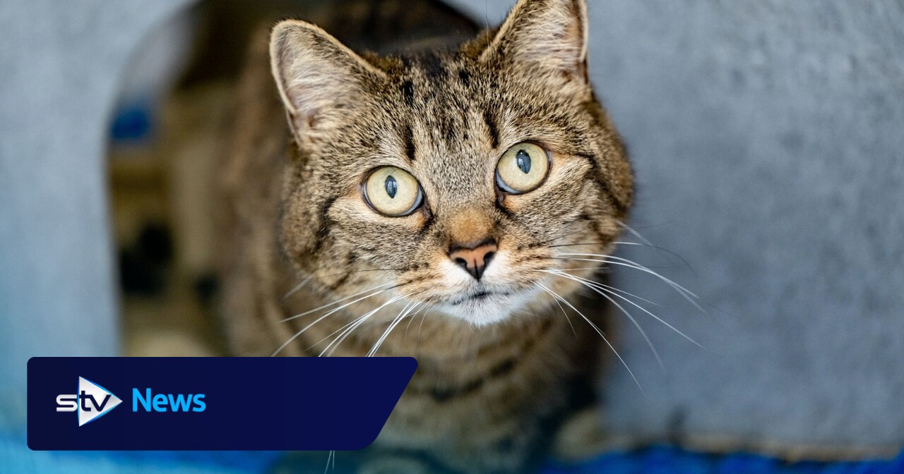 Cats Protection charity denied Firework Control Zone in Glasgow for ...