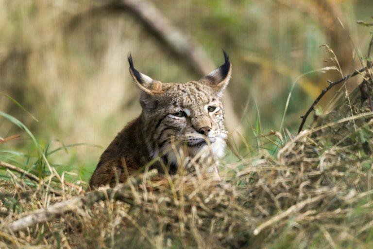 Lynx in Scotland: Public invited to have their say on reintroduction of ...