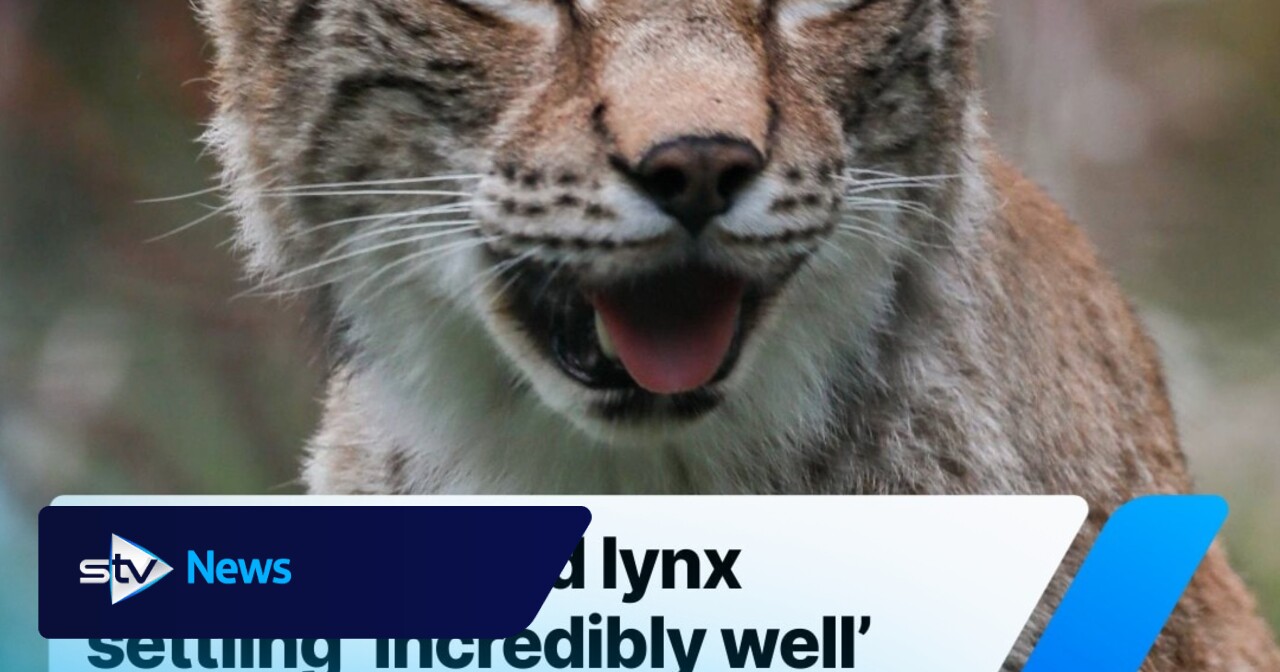 Trio of rescued lynx settling ‘incredibly well’ into new home | STV News