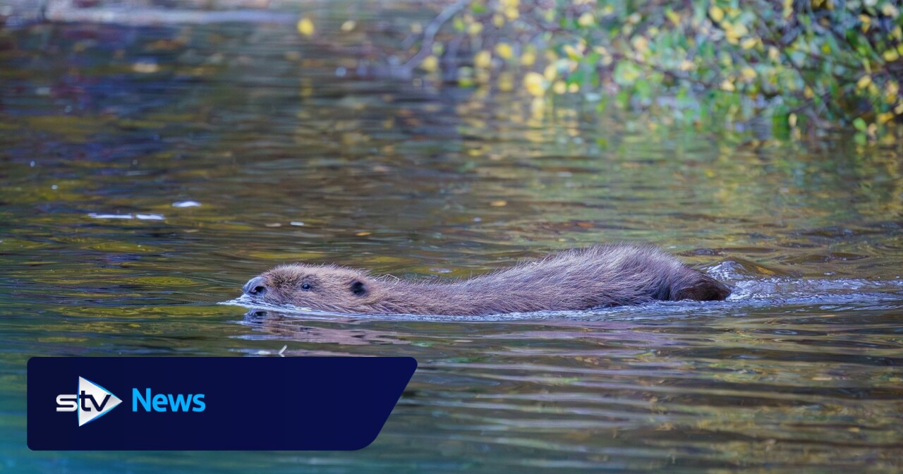 Beavers released into the Highlands 400 years after extinction in ...