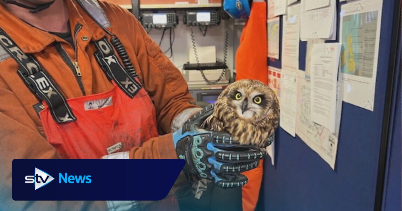 North Sea oil rig workers rescue owl blown out to sea during Storm Amy ...